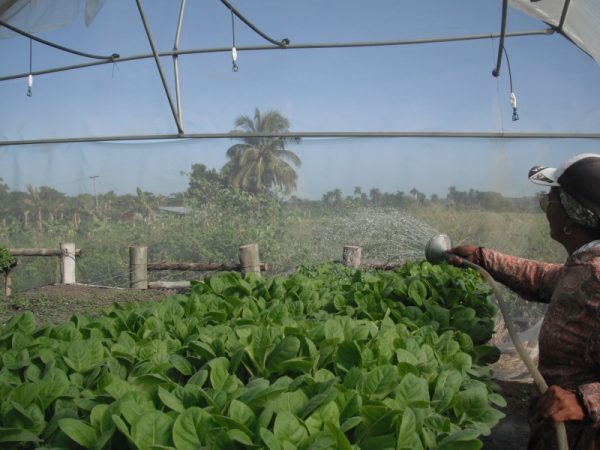 Inició siembra de tabaco en la provincia de Sancti Spíritus – Radio ...